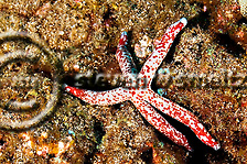 Creatures of the Coral Reef - Echinoderms » Steven W Smeltzer Blog